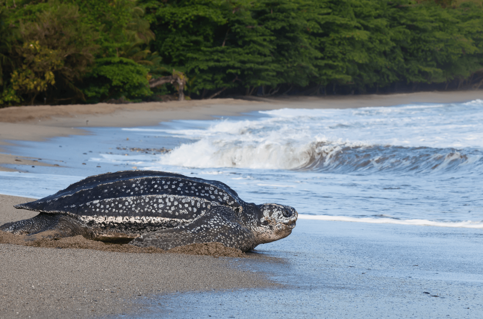 Leatherback Turtle Adventure in Trinidad | Tours & Things to Do in ...