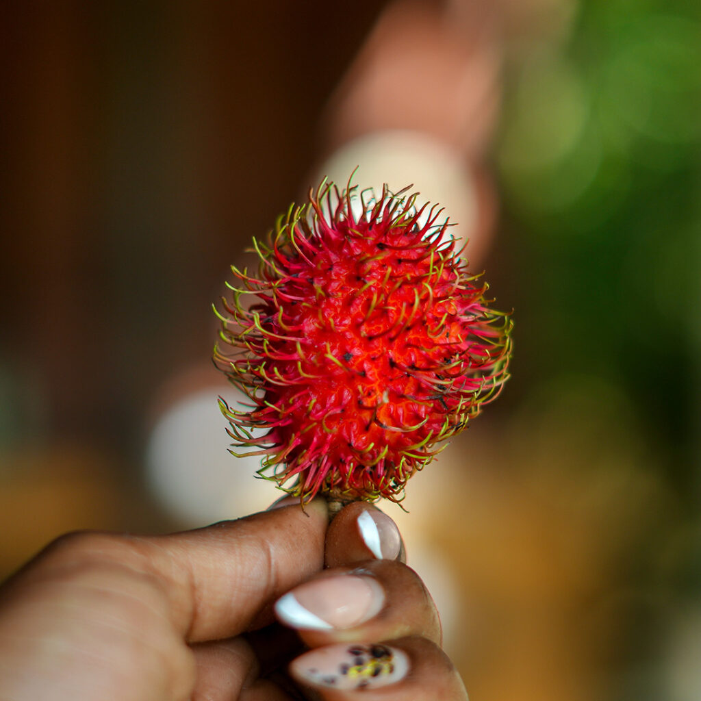 The Melting Pot of the Caribbean: Unique Fruits to Try in Trinidad ...