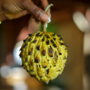 The Melting Pot of the Caribbean: Unique Fruits to Try in Trinidad ...